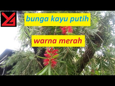[HD1080p] Pohon perindang Kayu Putih Bunga Merah (Melaleuca leucadendra) tampil indah di depan rumah