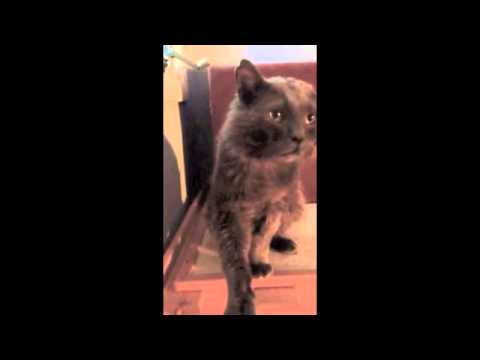 Van Gogh needs a home!
