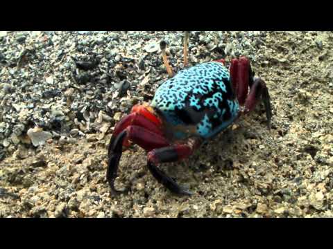Meet the Deliciously Attractive Watermelon Fiddler Crab! | Outdoors ...