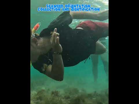 Seaweed orientation, collection and identification in Aliguay Island, Dapitan City