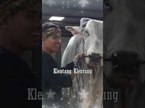 SUDAH SIAP_SAPI KURBAN IRFAN HAKIM TAHUN 2025 #shorts #sapi #sapijumbo #irfan  #artis #cow