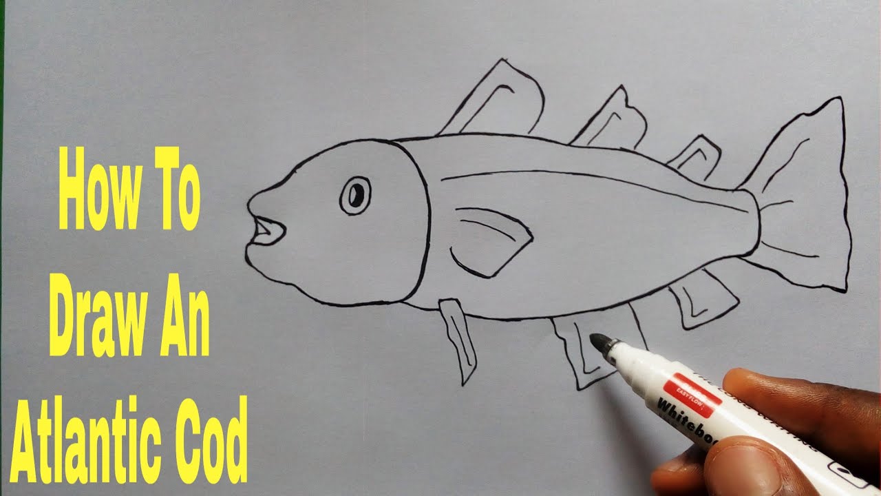 HOW TO DRAW AN ATLANTIC COD