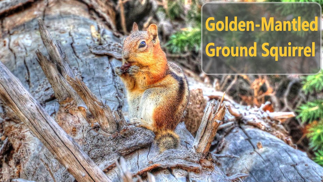 Golden Mantled Ground Squirrel Documentary