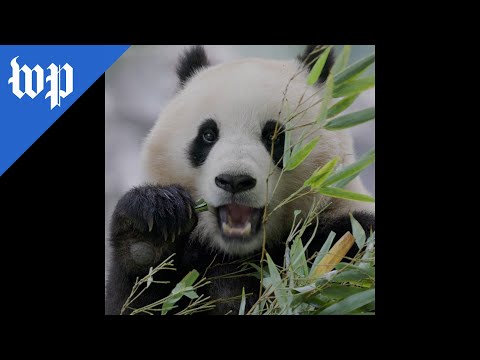 Giant pandas are coming back to D.C.