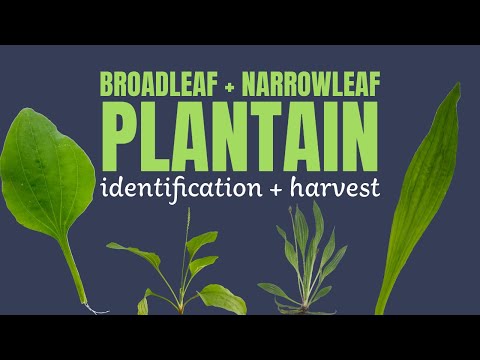 Identifying and using Broadleaf and Narrowleaf Plantain