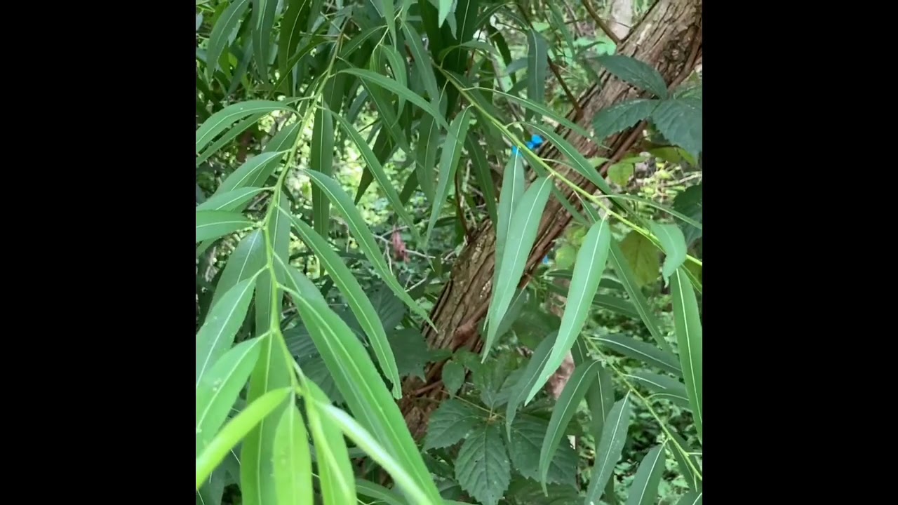 Salix nigra (black willow)