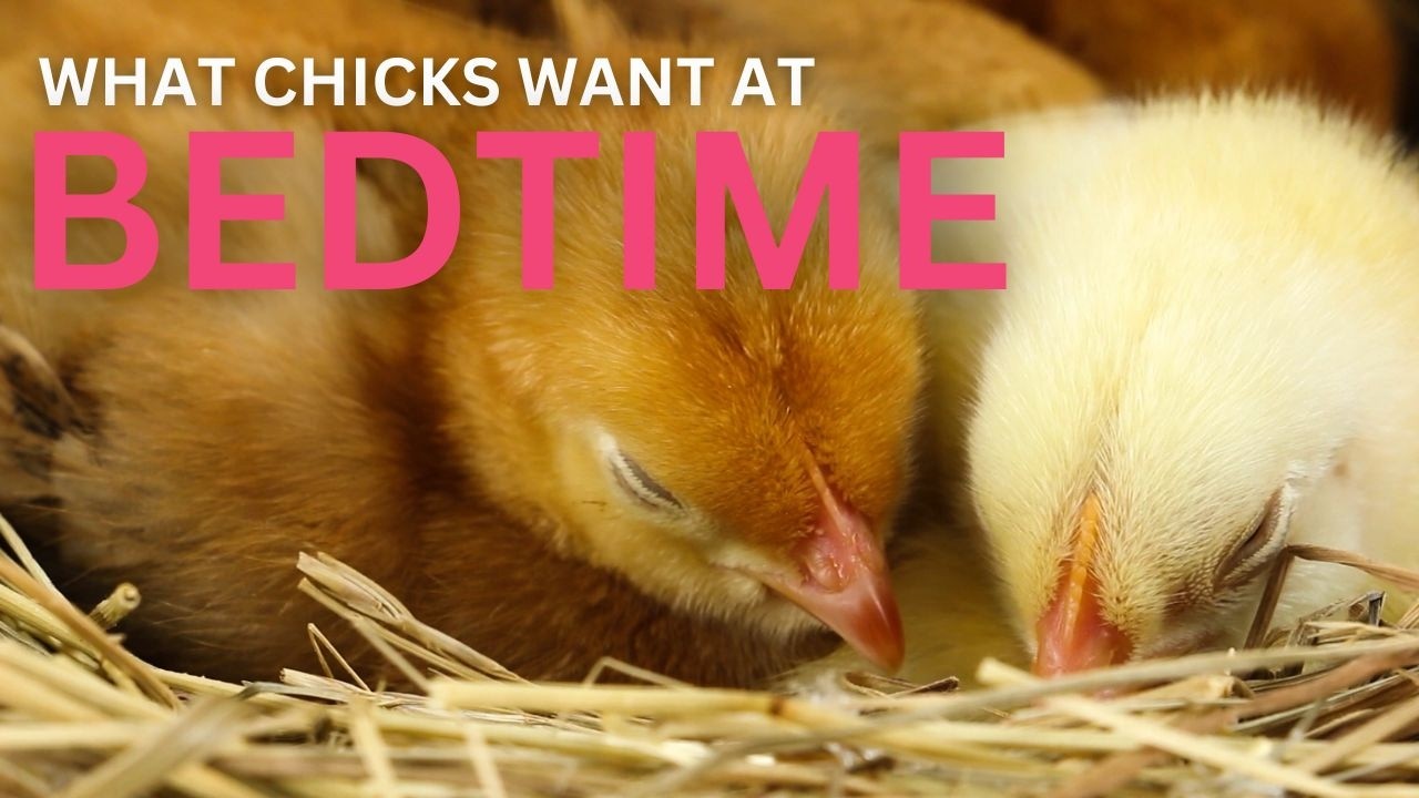 Why chicks freak out at bedtime (and what to do!) | BREAKING RESEARCH