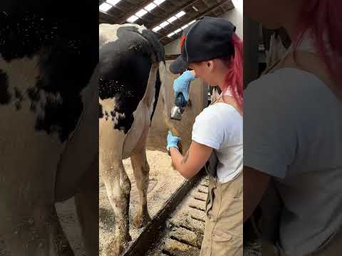 Why Do Cows Have Tails? - Rich- Farmer