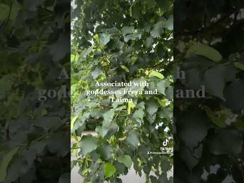 Linden Magick #shorts