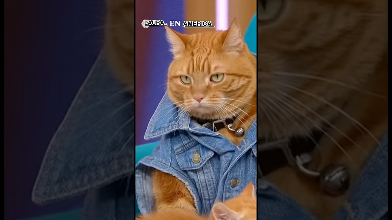¡Pancracio no son tus hijos!😡😳 #cat #suscribete #catshorts #viral #ia #funny