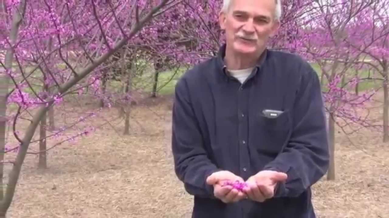 Pink Pom Pom Redbud