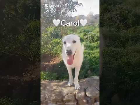 Carol Needs A Forever Home | Beautiful Young Female Dog #shorts #dog #rescue #adopt #love #dog