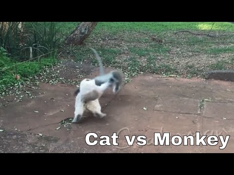 Cat vs Monkey - Thug Life