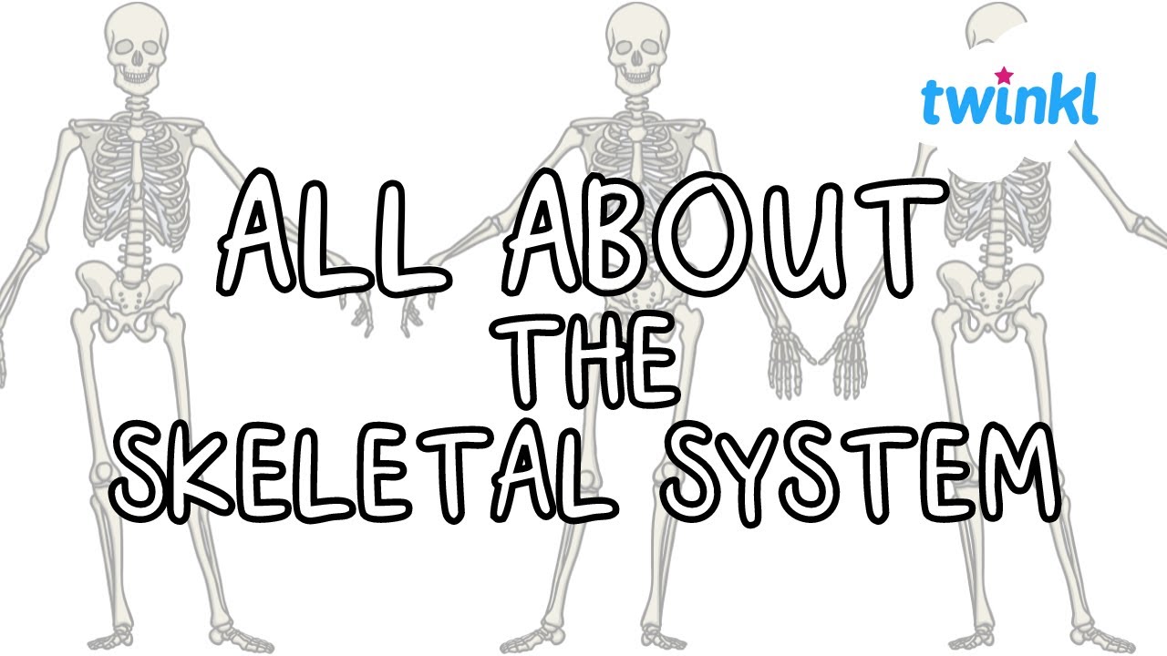 All About the Skeletal System | Skeleton for Kids | How do bones work? | Twinkl USA