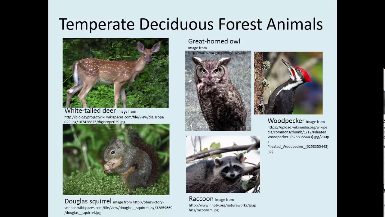 Biomes & Biodiversity: Terrestrial Biomes
