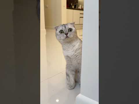What was I hoping for?๐ฅฒ #cat #cats