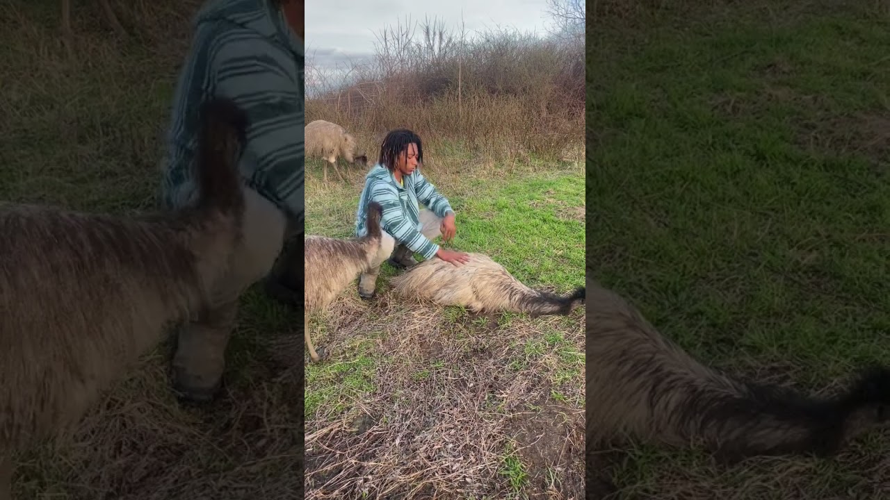 Part of female emu behavior! Is Rico a She? #birds #shorts #emu #youtube