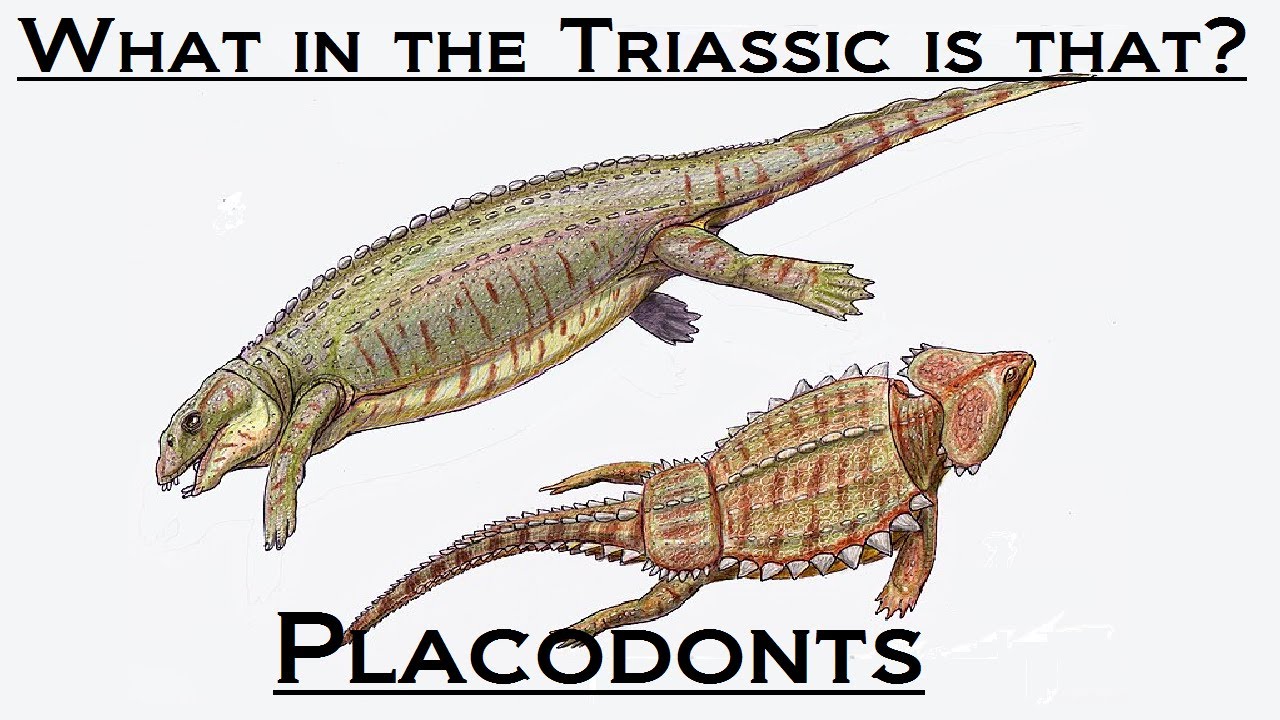 Prehistoric Breakdown: Placodonts