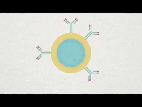 B-cell, Plasma and Memory cell Animation