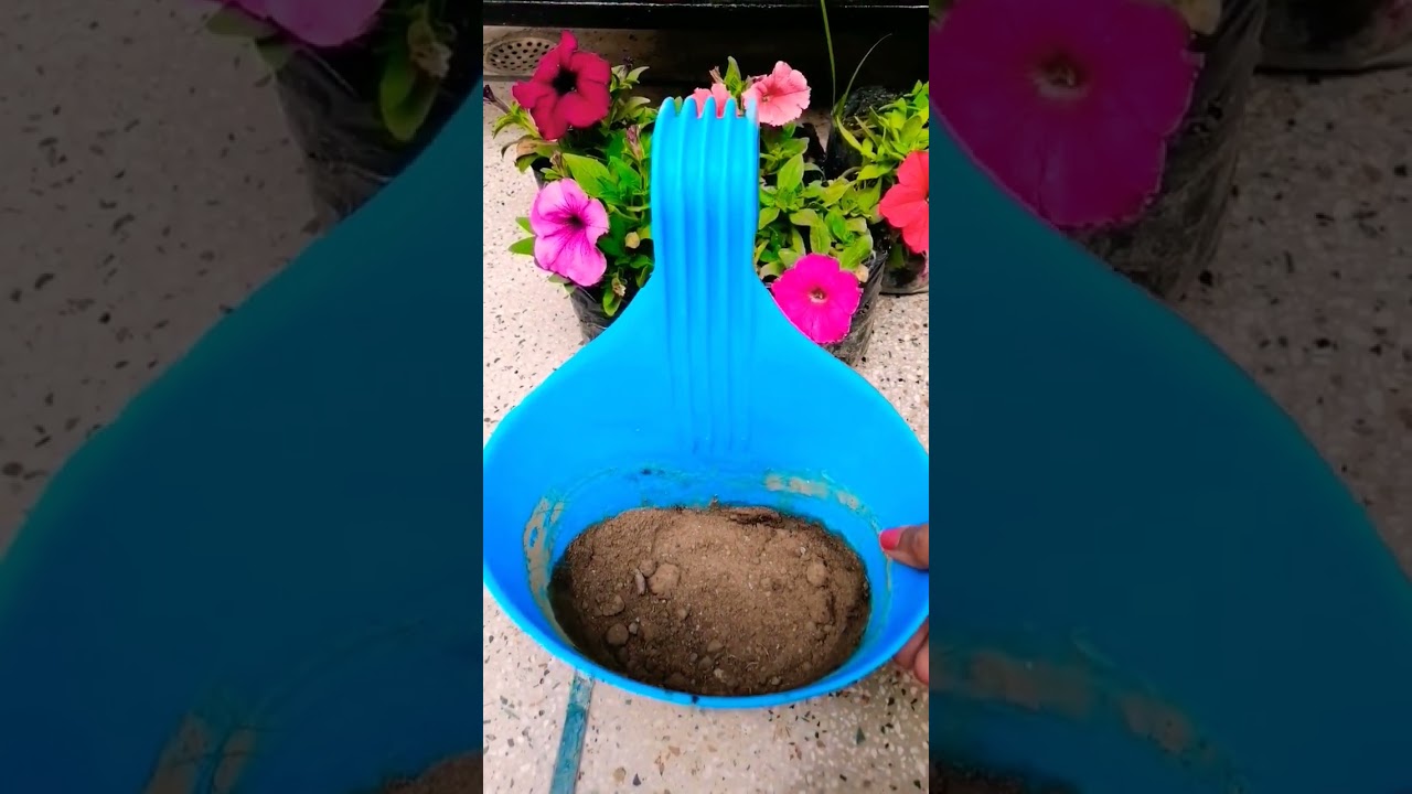 Petunia!! #shorts #shortsvideo #viral #trending #satisfying