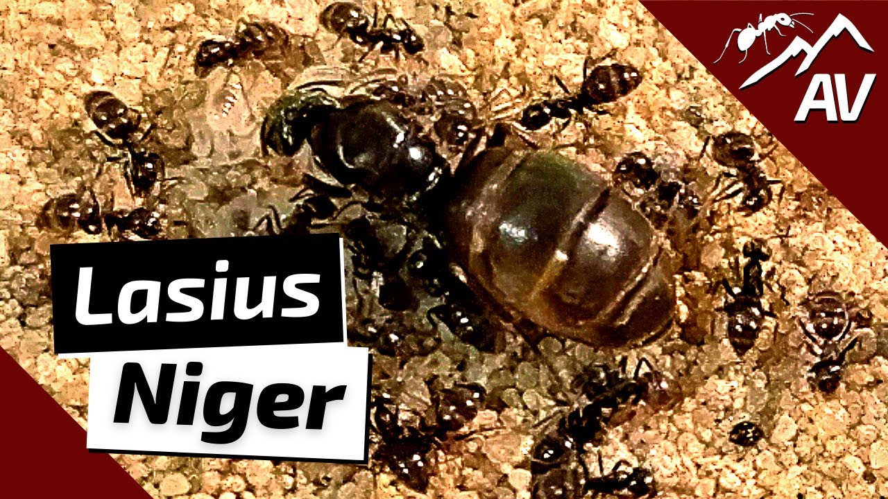 Lasius Niger, The Black Garden Ants - Ant Guide
