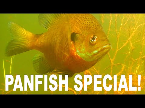 PANFISH SPECIAL - NARRATED BY RICK