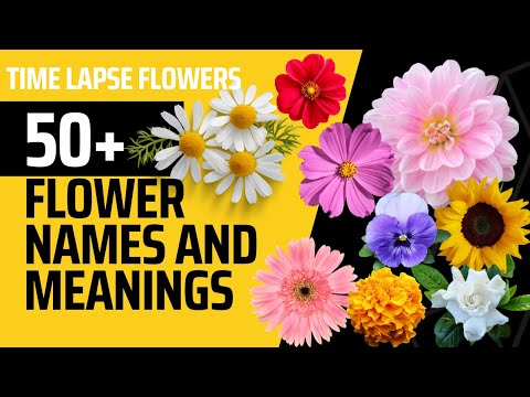 Flower names and meanings TIME-LAPSE flowers | MOODY BLOOMS