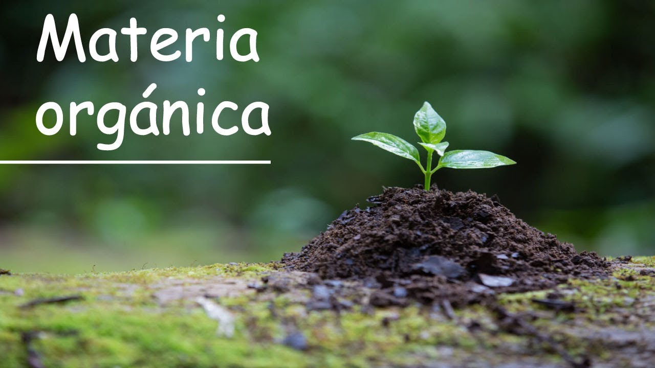 Beneficios De La Semilla De Chía Orgánica