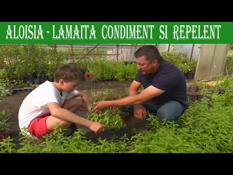 Verbina - Aloisia citriodora sau Lamaita un bun repelent, condiment si un ceai cu multiple beneficii