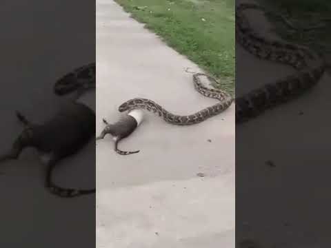 python attack on domestic dog😳😳🐕🦺#python #dog#attack #wildlife #anaconda
