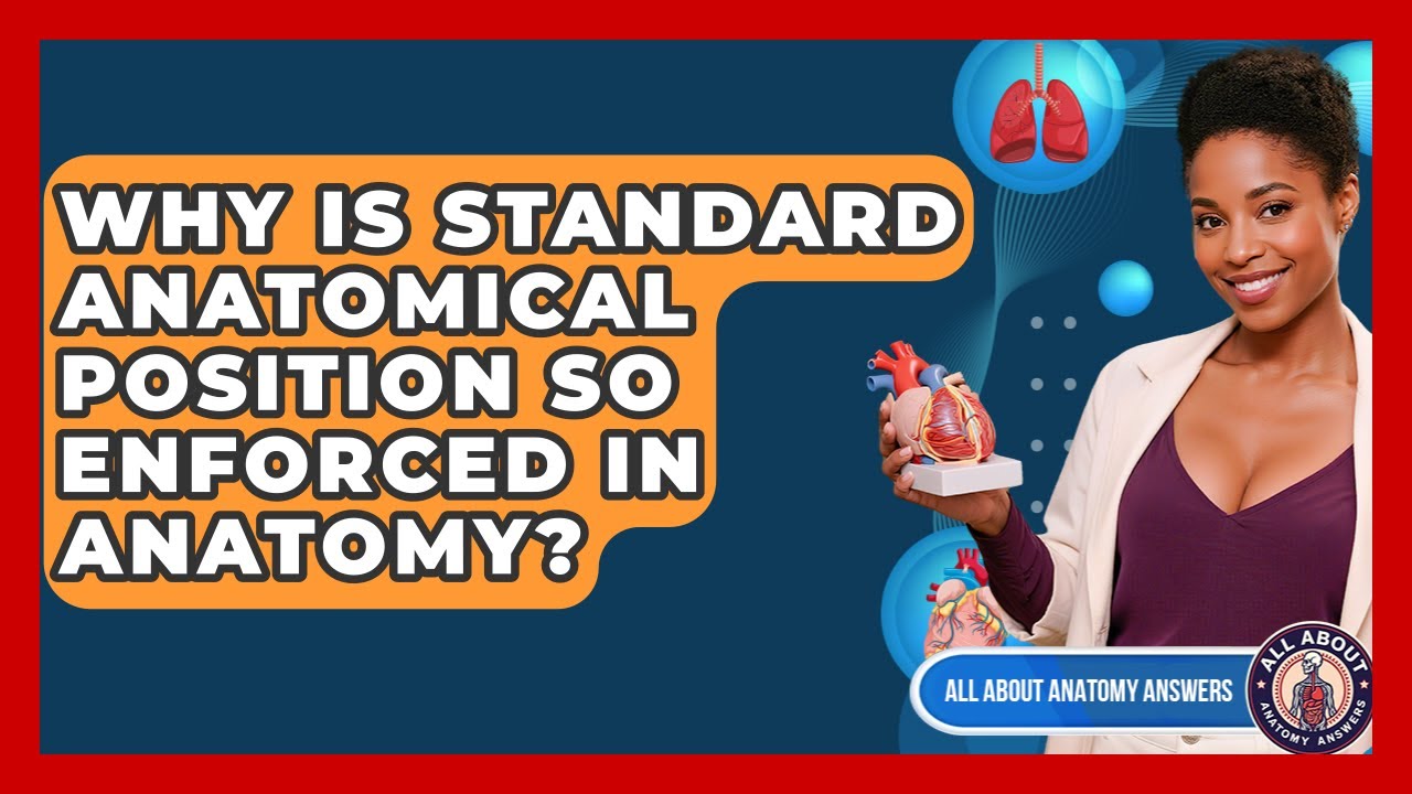 Why Is Standard Anatomical Position So Enforced In Anatomy? - All About Anatomy Answers