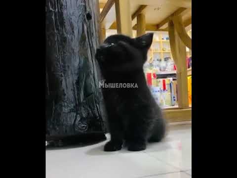 Steam Community :: STALCRAFT: X