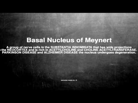 Medical vocabulary: What does Basal Nucleus of Meynert mean