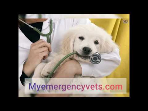 Emergency Vet – Top 10 Emergency Veterinarians, Cost and Clinics