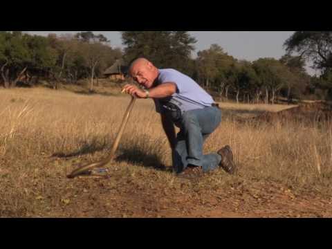 ASI: How to neck large cobras with Johan Marais.
