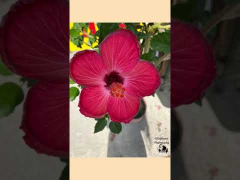 Flower Photos ~ New Logo