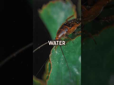 Cockroaches are IMMORTAL - Scary Cockroach Facts #shorts