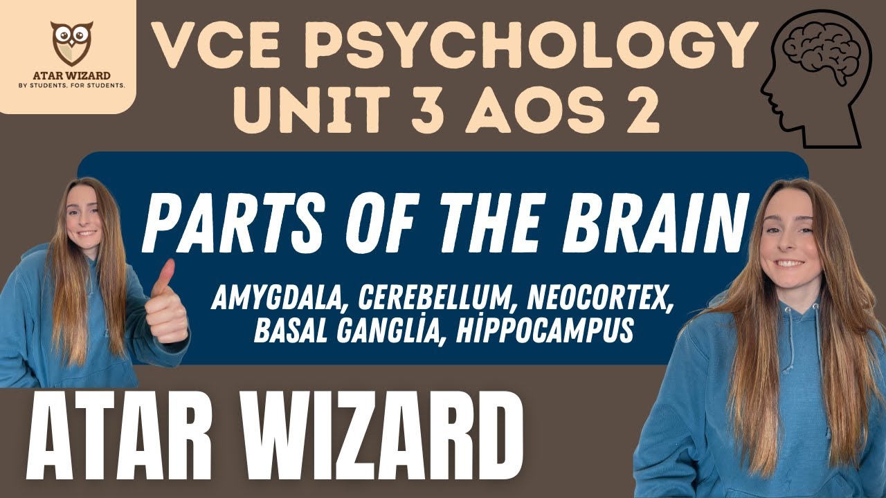 VCE Psychology Unit 3 AOS 2, Parts of the Brain