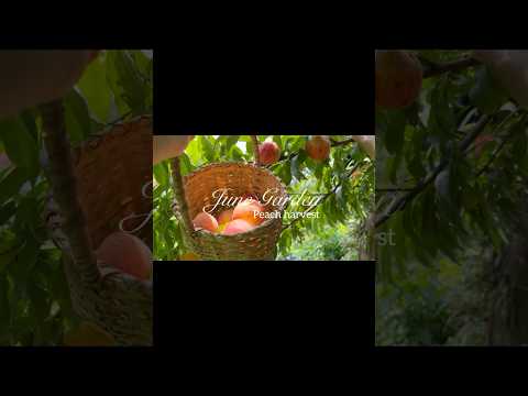 We grew peaches in our garden!