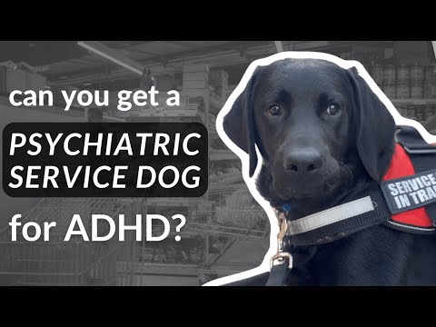 Can You Get a Service Dog for ADHD? (for the US)