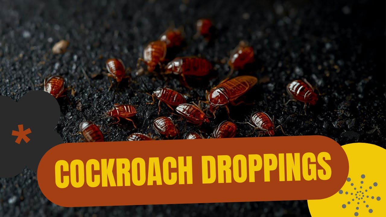Cockroach Droppings - How to Identify and Clean Roach Feces