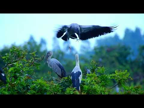 Hidden Secrets of Bird Flocks Revealed!