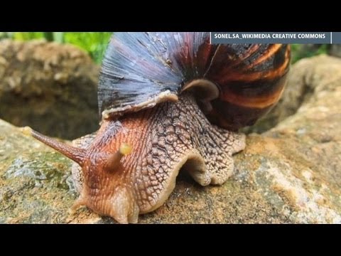 SNAIL INVASION!