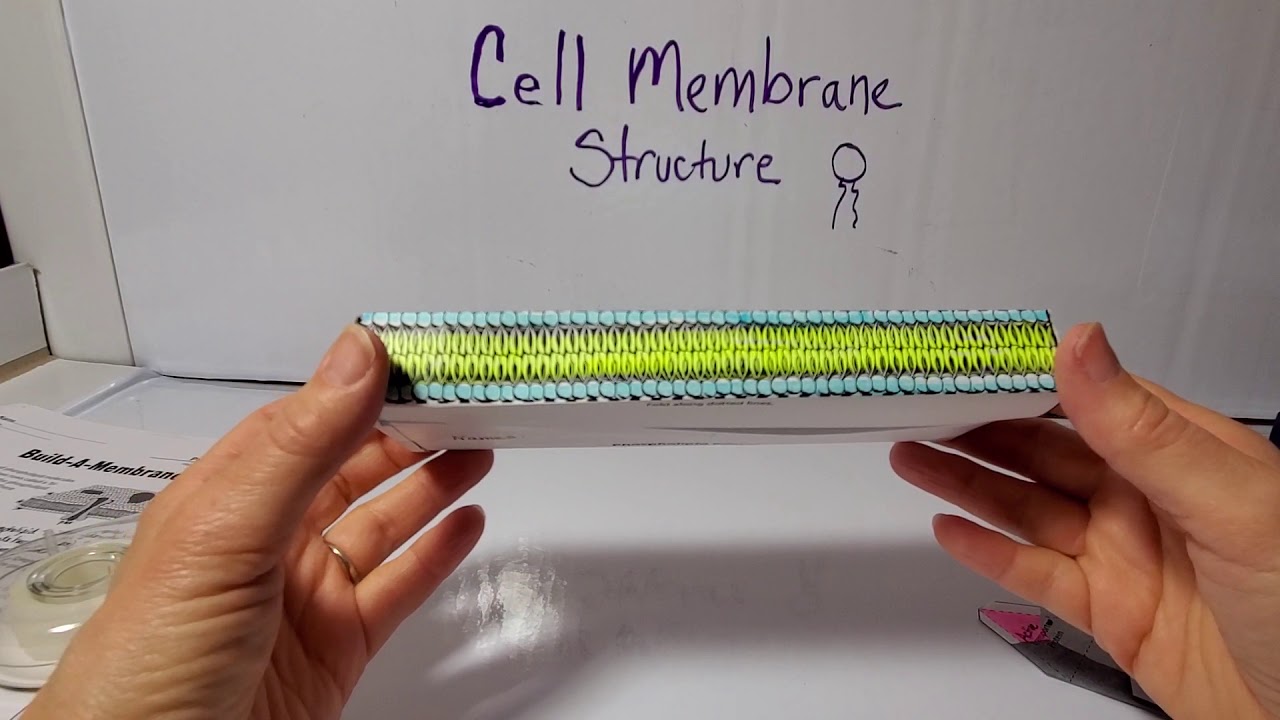 ch 3 3 How to Build a Cell Membrane Model
