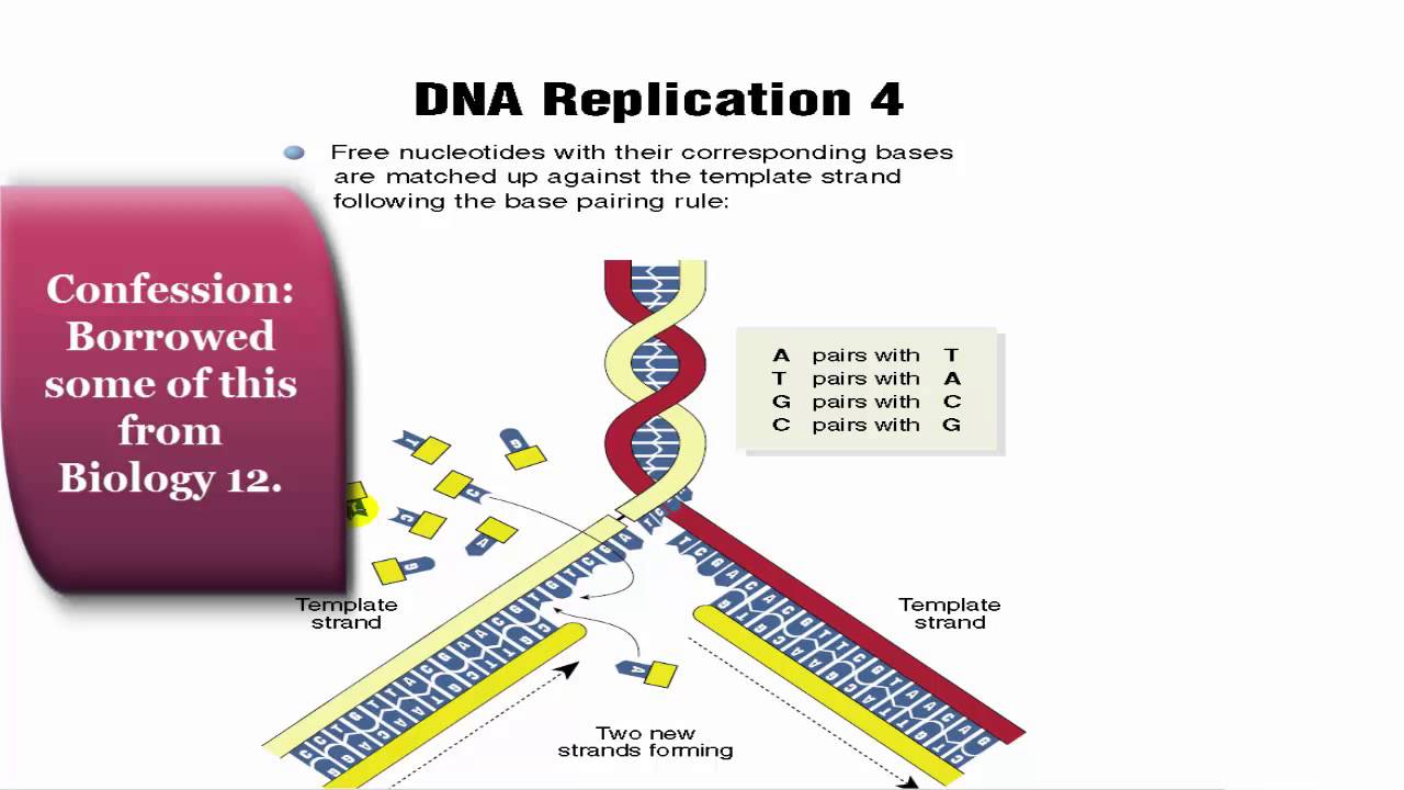 BobbyTalks: Solving Protein Synthesis Problems