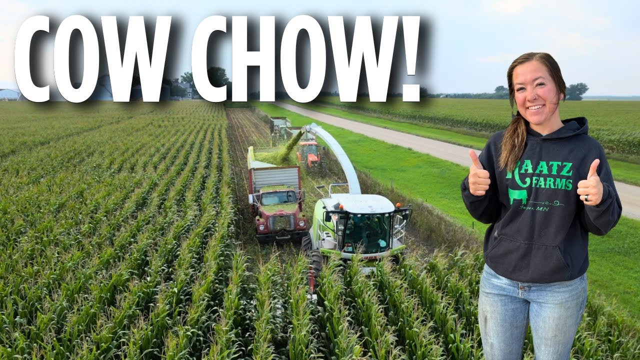 Chopping Corn Silage in Southwest Minnesota! COW CHOW!