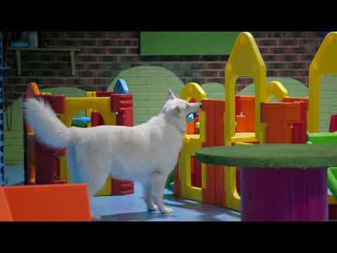 Waggy Tails Doggy Day Care