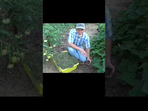How deep should you put mulch on your garden #garden #gardeningtips #mulch