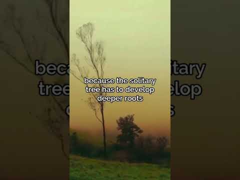 A tree that stands alone in a field, inspirational quote