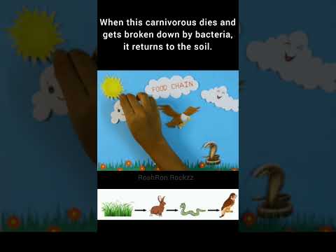 Food Chain Model | Make And Explain A Food Chain Science Project What Is A Food Chain? essay speech